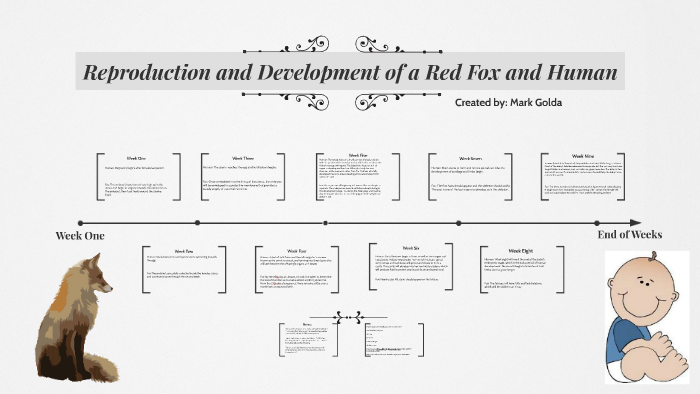 Reproduction and Development of a Red Fox and Human by Mark Golda on Prezi