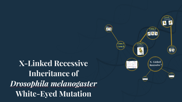 Mutant vs. Wild-type by Andrea Monfasani on Prezi