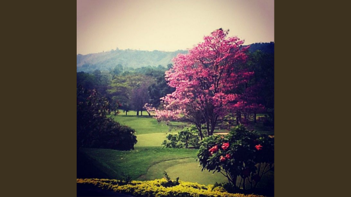 El roble flor morado o guayacán rosado by Camilo Palacios on Prezi