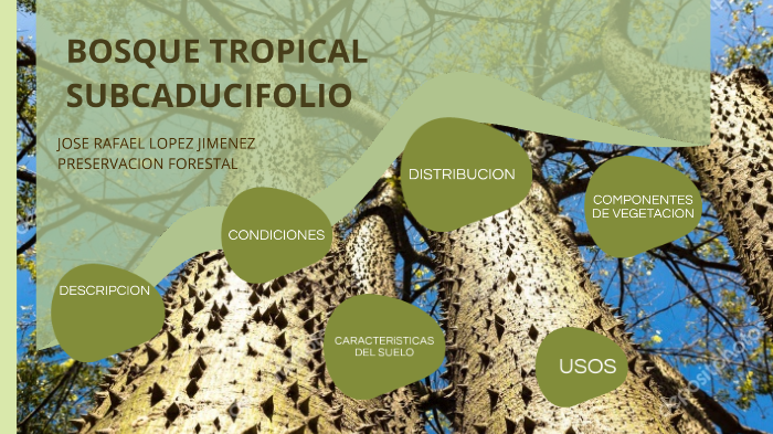 bosque tropical subcaducifolio by rafael lopez on Prezi