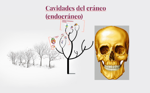 Cavidades del cráneo (endocráneo) by on Prezi