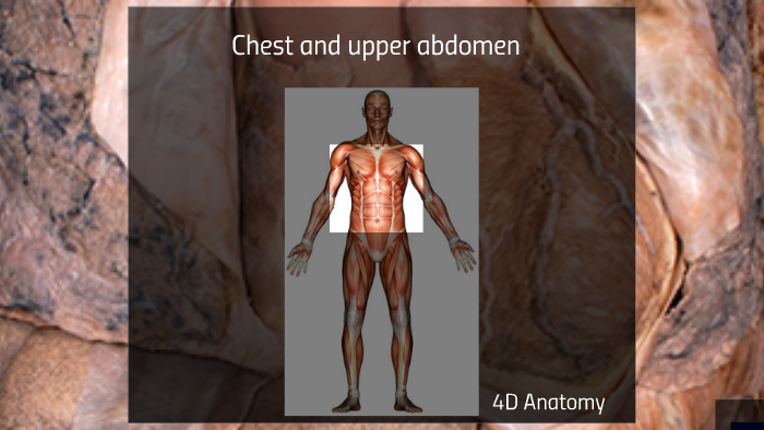 Chest and abdomen by 4D Interactive Anatomy on Prezi