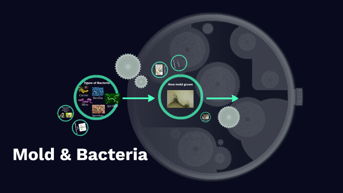Mold, and Bacteria by Ali W. on Prezi