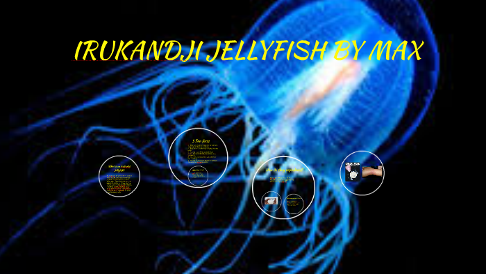 IRUKANDJI JELLYFISH by Stephen Carr on Prezi