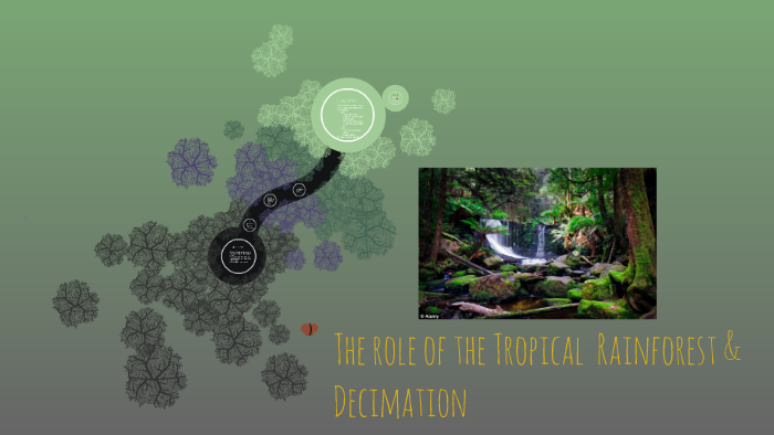 The role of the Rainforest & Decimation by Ashton Thrash on Prezi