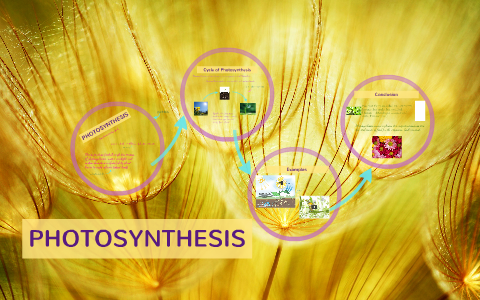 photosynthesis in depth by stephanie rivera on Prezi