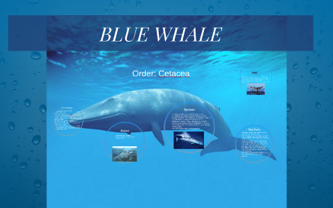BLUE WHALE by Gabriel Wolk