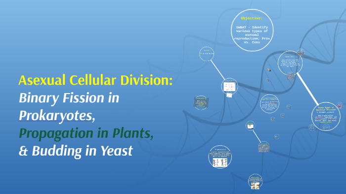 Asexual Cell Division: Binary Fission in Prokaryotes by Robert Horton ...