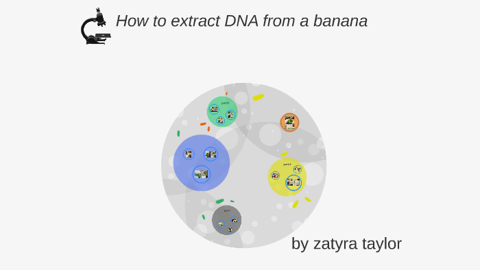 How to extract DNA from a banana by Tyra Taylor