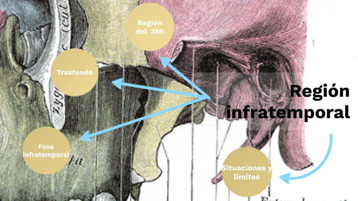 Region infratemporal by clara liguori on Prezi