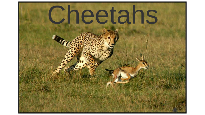 Cheetah Cells by dave suppes on Prezi