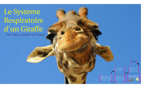 Le System Respiratoire d'un Giraffe by Safiya Sachedina on Prezi