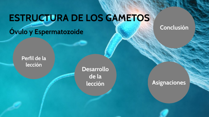 Estructura de los gametos by Amelia Velásquez on Prezi