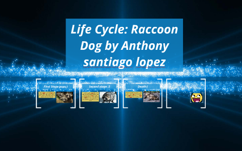 Life Cycle: Raccoon Dog by Anthony Santiago-Lopez on Prezi