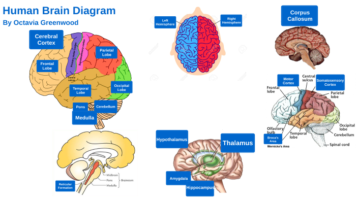 Human Brain Diagram by Octavia Greenwood on Prezi