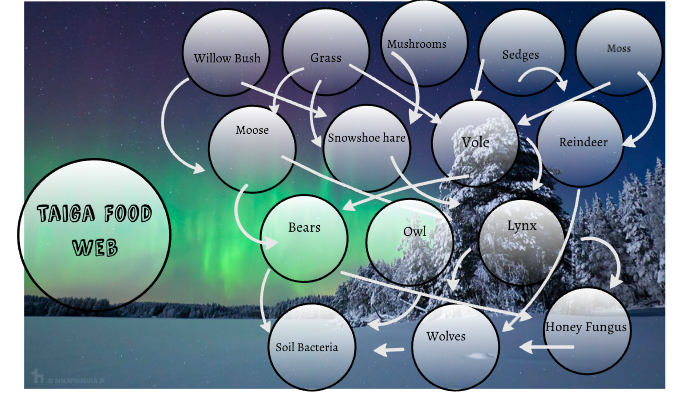 Taiga Food Web by MaCayla McCarra on Prezi