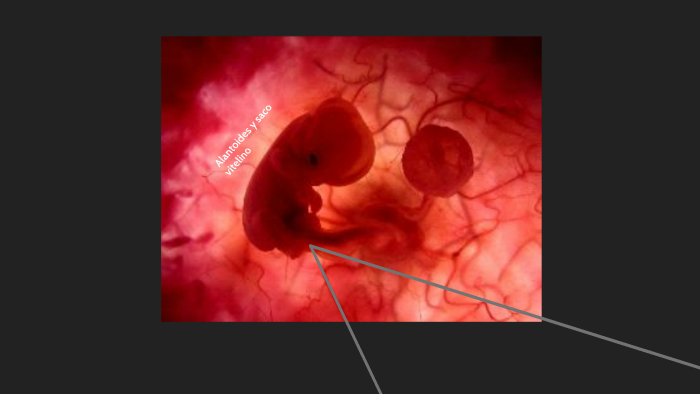 Alantoides y saco vitelino by Lizbeth Rivas on Prezi