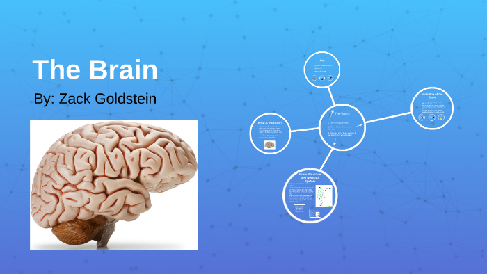 The Brain by Zack Goldstein on Prezi