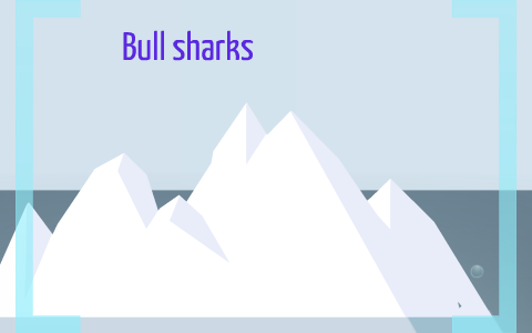 bull shark project by kennedy gammill on Prezi