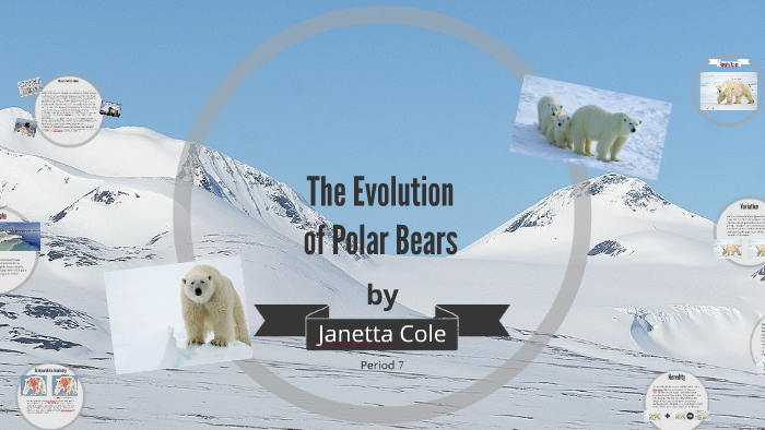 The Evolution of Polar Bears by Janetta Cole on Prezi