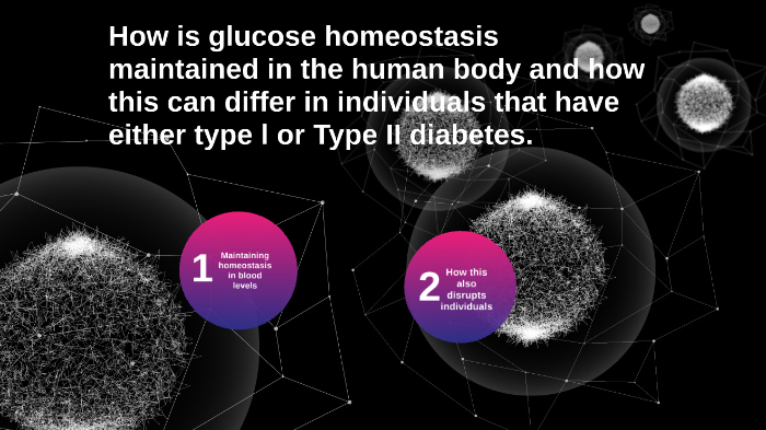 How is glucose homeostasis maintained in the human body AND how would ...