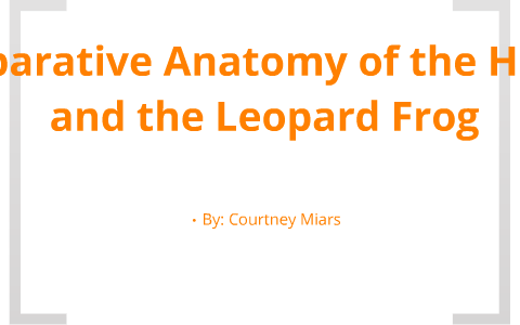 Comparative Anatomy of Humans and Leopard Frogs by Courtney Miars on Prezi