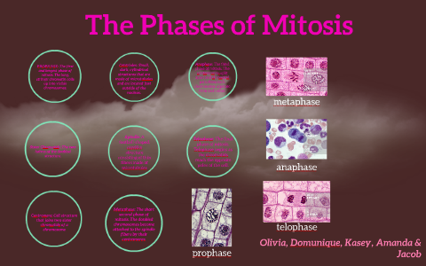 PROPHASE: The first and longest phase of mitosis. The long, by olivia ...