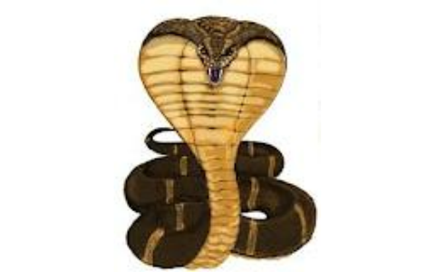 Cobra Snake Adaptations project by Graydon H on Prezi