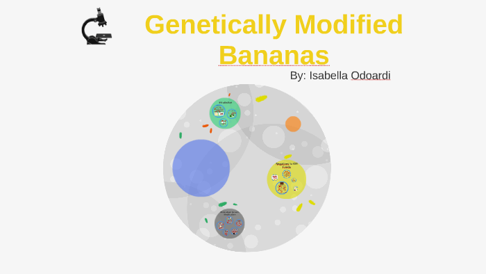 Genetically Modified Bananas by Isabella Odoardi on Prezi