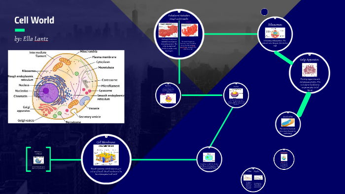 Cell Organella Project by Ella Lantz