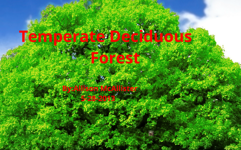 Temperate Deciduous Forest Biome by allison mcallister on Prezi