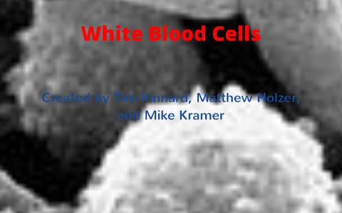White Blood Cells by matthew holzer on Prezi