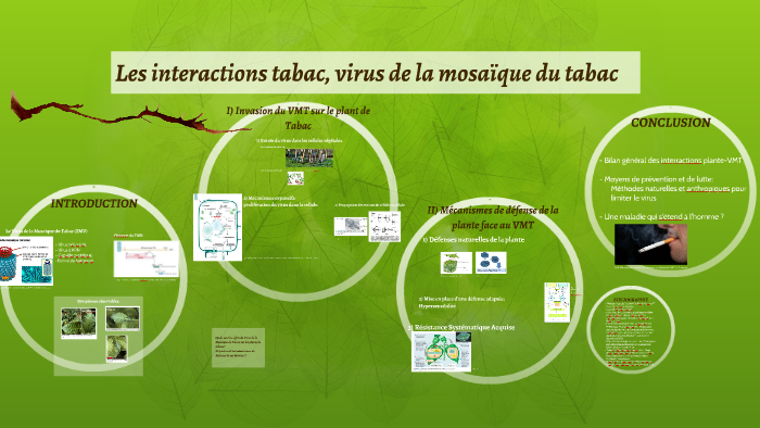 Les interactions tabac, virus de la mosaïque du tabac by MATHILDE ...