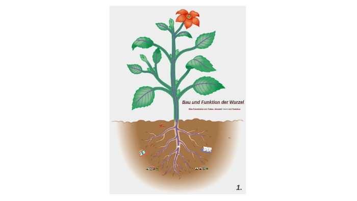 Bau und Funktion der Wurzel by Linda P. on Prezi