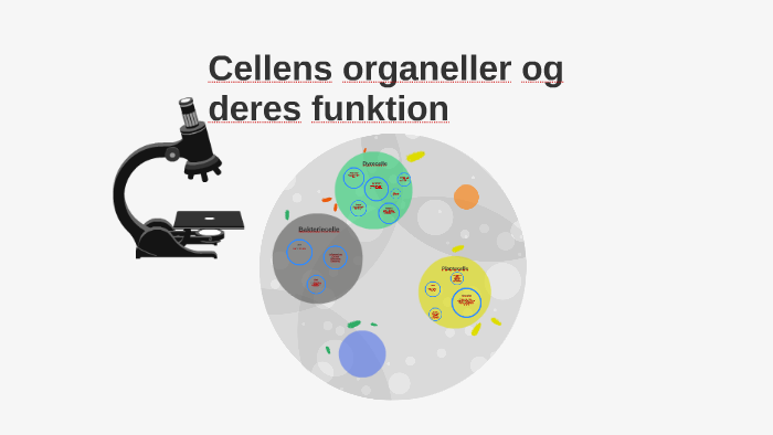 Cellens organeller og deres funktion by Helena Hauge on Prezi