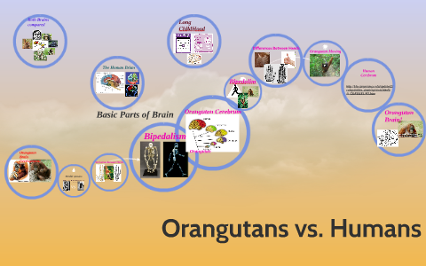 Orangutans VS. Humans by Hugo Pizano on Prezi