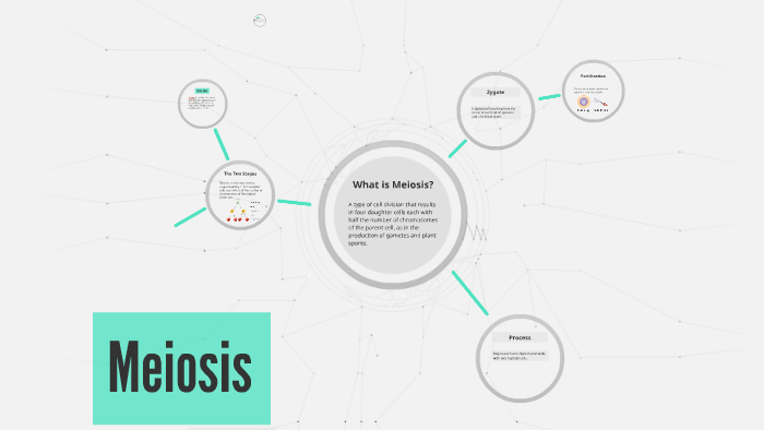 Meiosis by Izzy Jacobs on Prezi