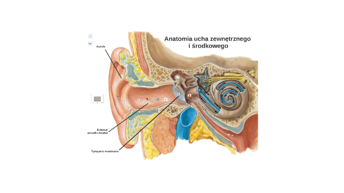 Anatomia ucha zewnętrznego by Krzysztof Piersiala on Prezi