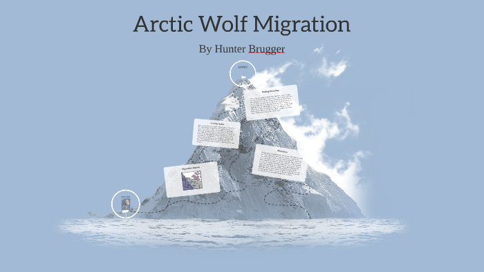 Arctic Wolf Migration by Hunter Brugger on Prezi