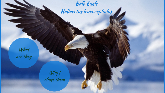 Michael Riggio - Bald Eagle by Michael Riggio on Prezi