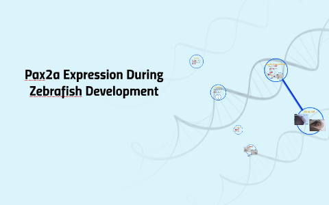 Pax2a Expression During Zebrafish Development by Adrianna Grijalva on Prezi