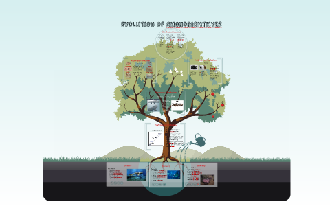 Evidence of Evolution: Chondrichthyes by Jimmy Oakes on Prezi