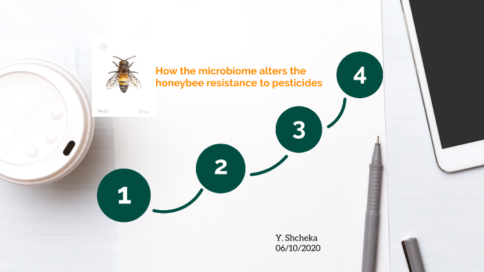 Bee microbiome research by Zhenia S on Prezi