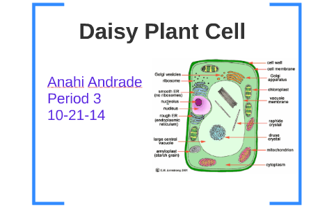 Andrade Anahi Daisy Plant Cell by Anahi Andrade on Prezi