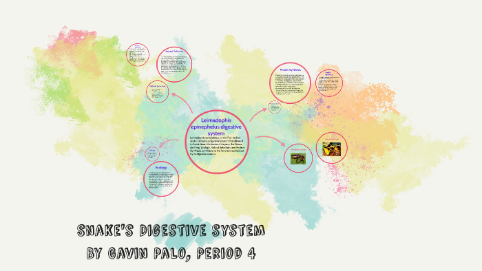 Snake's Digestive system by Gavin Palo on Prezi