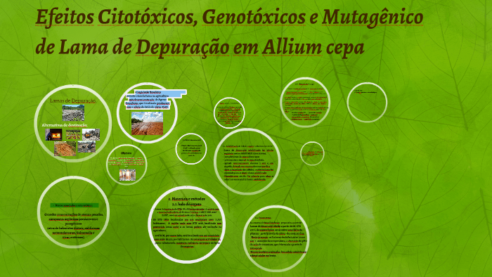 Efeitos citotóxicos, genotóxicos e mutagênico de lama de dep by Herbert ...