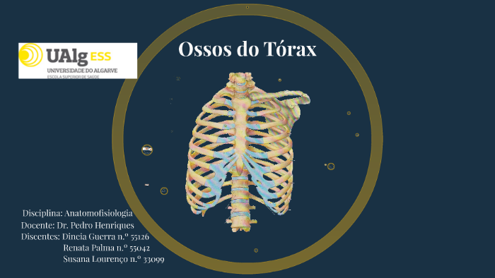 Ossos do Tórax by Dineia Guerra on Prezi