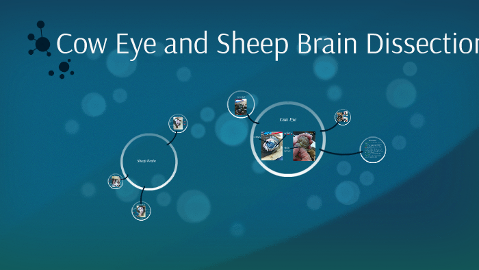 Cow Eye and Sheep Brain Dissection by Iyamilet Vargas on Prezi