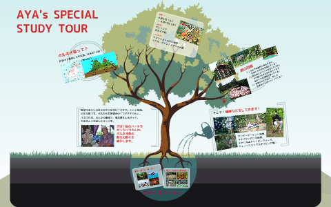 Aya's special Study tour by Aya Shimada on Prezi