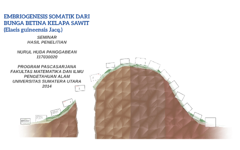 EMBRIOGENESIS SOMATIK DARI BUNGA BETINA KELAPA SAWIT (Elaeis by Alfan ...